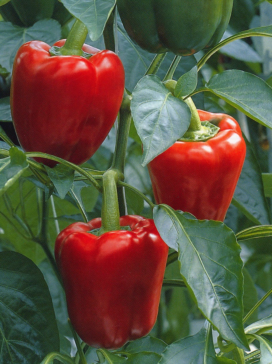 Los pimientos y guindillas más comunes que se cultivan en España ...